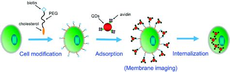 Scheme 1 Schematic Illustration Of Membrane Enrichment And Subsequent