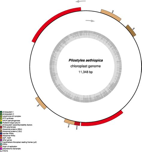 叶绿体基因组反密码子表和叶绿体 Trna 中推定的四联体反密码子的鉴定 Scientific Reports X Mol