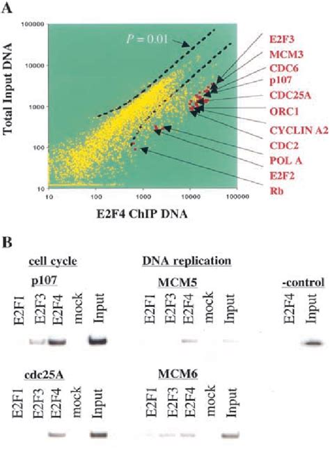Mitotic Spindle Apparatus Semantic Scholar