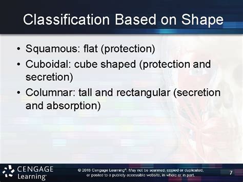 Chapter 5 Tissues 2 Introduction Tissue Groups Of