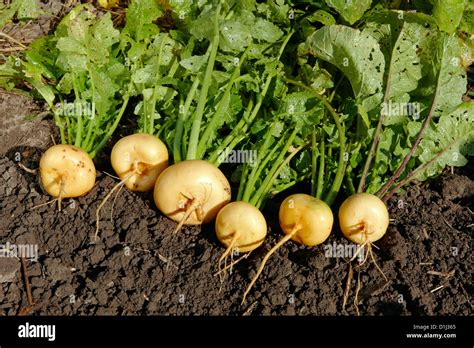 Freshly Harvested Organically Grown Turnips Scientific Name Brassica