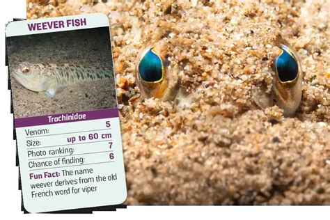 Toxic Trumps Venomous Sea Creatures And How To Treat Their Stings