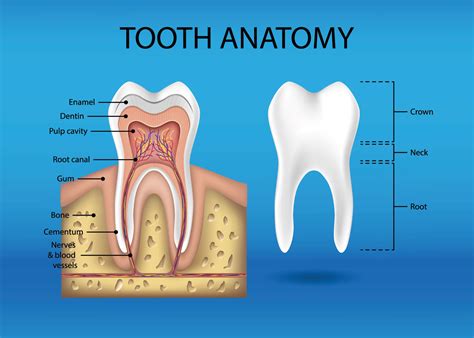 What Is Tooth Morphology At Phillip Danforth Blog