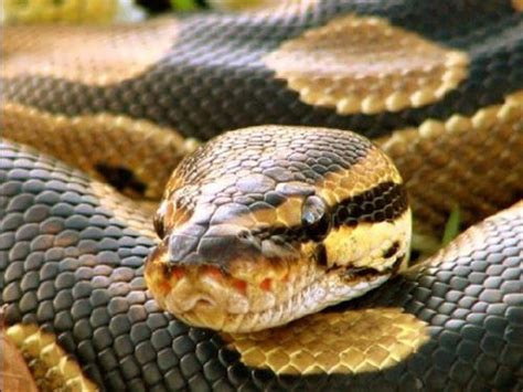Python Wander Lord