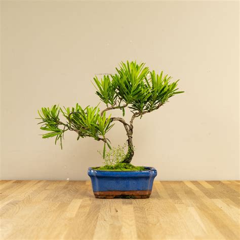 Verzorging Podocarpus Macrophyllus Bonsai Bonsaiwonder®