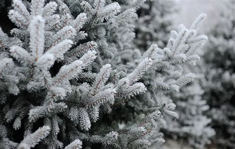 Wallpaper Winter Snow Tree Winter Snow Spruce Frost Fir Tree For