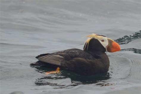 Transient Whales And A Tufted Puffin San Juan Island Whale Watching Tours