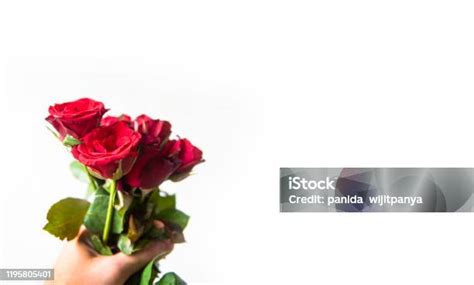 발렌타인 데이 사랑에 장미를 주고 흰색 배경에 손에 빨간 장미의 꽃다발을 들고 남자 결혼식에 대한 스톡 사진 및 기타 이미지 결혼식 기념일 꽃 식물 Istock
