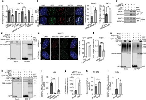 The Usp11hjurpcenp A Axis Licenses Hr At Centromeric Dsbs In G1 A Download Scientific