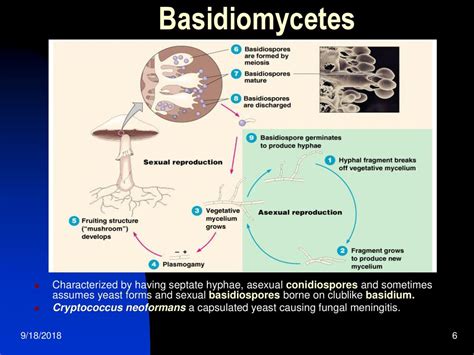 Microbiology Lectures Ppt Download Microbiology Lectures Ppt Download