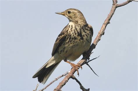 A Tree Pipit Maybe Birdforum