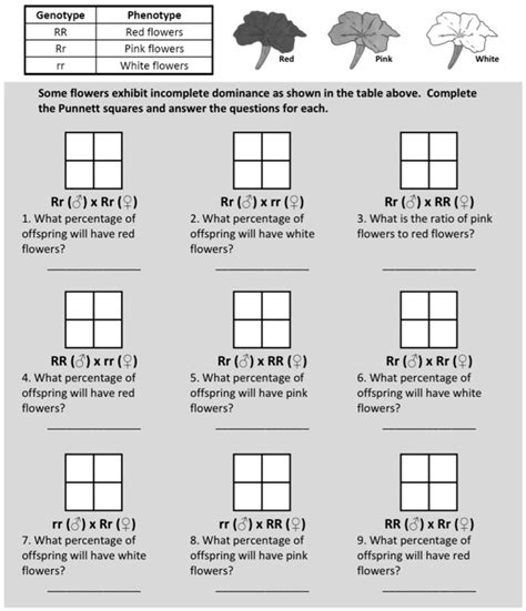 Incomplete Dominance Punnett Square