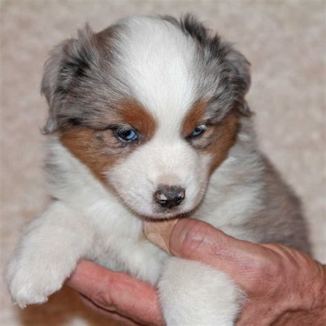 Previous Puppies Mini Aussies In Colorado