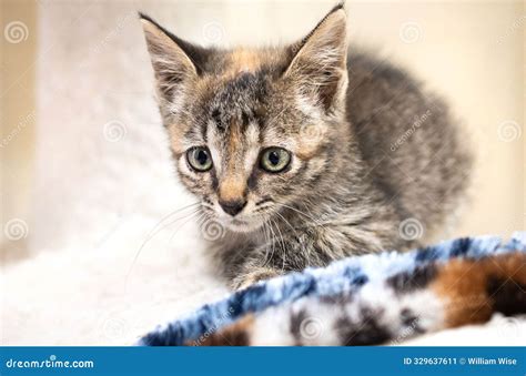 Small Tabico Kitten Sitting On Cat Tree Ready To Pounce On Cat Toy Stock Image Image Of Docked