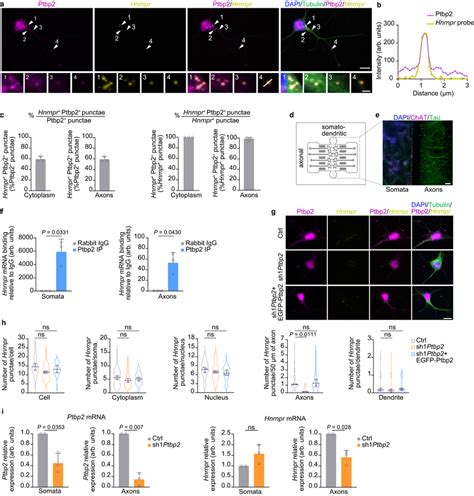 Ptbp2 Regulates Axonal Localization Of Hnrnpr Mrna In Motoneurons A Download Scientific Diagram