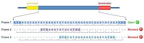 gene identification bioninja