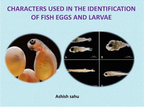 Eggs And Larvae Identification Biology In Fin Fish Pptx
