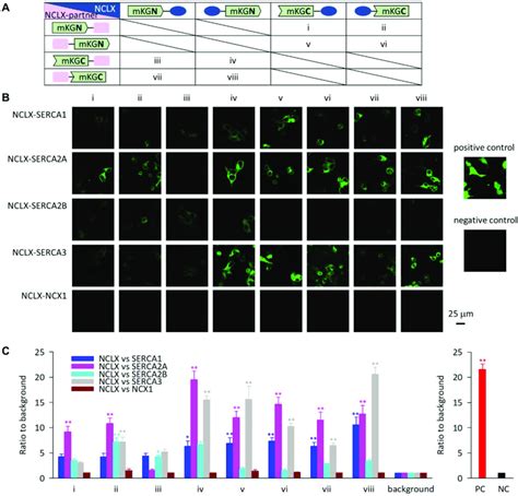 Bimolecular Fluorescence Complementation Assay For Nclx And Download Scientific Diagram
