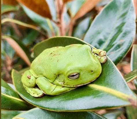 Do You Have A Healthy Micro Ecosystem Djirang Plantation