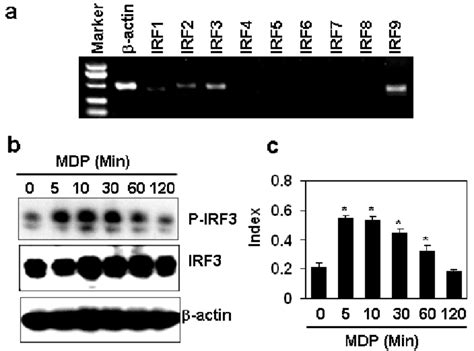 Mdp Induces The Phosphorylation Of Ifr3 In Haecs A The Gene