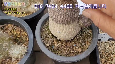 아프리카식물 꽃이이쁜 선인장 한창 미모 뽐네는 다육식물 등등 Youtube