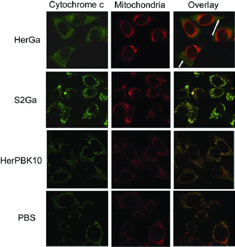 Cytochrome C Release From Mitochondria Of Herga Treated Cells With