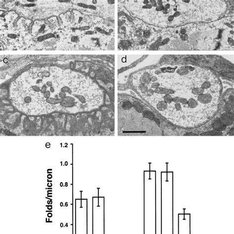Generation Of Utrophin Deficient Mice A Structure Of The Utrophin Download Scientific