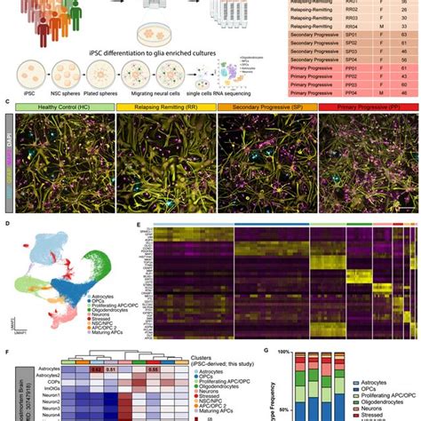 Ipsc Derived Astrocytes From People With Ms Mirror Astrocytes From Ms