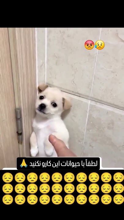 این کلیپ دیدم خیلی دلم گرفت بخدا گناه دارن این حیوانها😥😥 Youtube