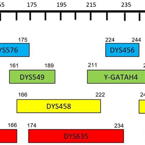 Pdf Development And Validation Of A New Multiplex For Upgrading Y Strs Population Databases