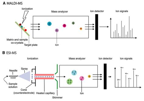 Protein Characterization Assays Service Mtoz Biolabs