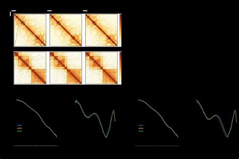 2 Hi C Analysis Of Nonsynchronous Cell Cultures Treated With Download Scientific Diagram