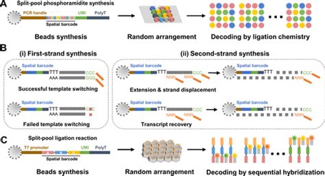 Next Generation Sequencing Based Spatial Transcriptomics A Perspective