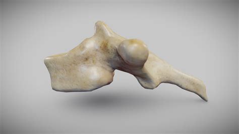 Thoracic Vertebra