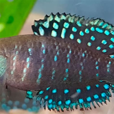 La solución del acertijo de Einstein que solo el logra resolver Infobae