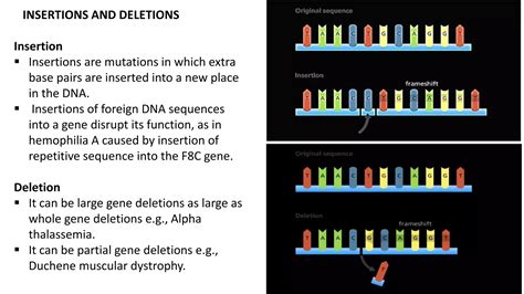 Spontaneous And Induced Mutations Pptx