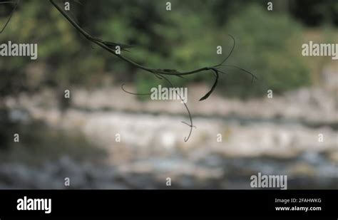 Twig Floating Stock Videos And Footage Hd And 4k Video Clips Alamy