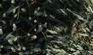 Wheat Detection Using Faster Rcnn And Pytorch