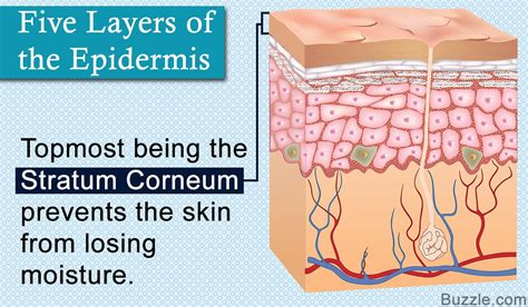 The Epidermis Which Is The Topmost Layer Actually Has 5 Sub Layers The Stratum Basale Is The