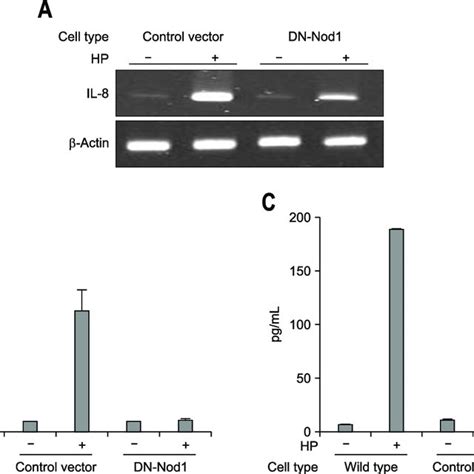 Expression Of Nucleotide Binding Oligomerization Domain 1 Nod1 And