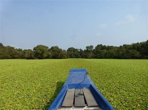 Floating Forest Boat Green Free Photo On Pixabay Pixabay