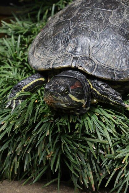 Premium Photo Close Up Of Turtle On Grass