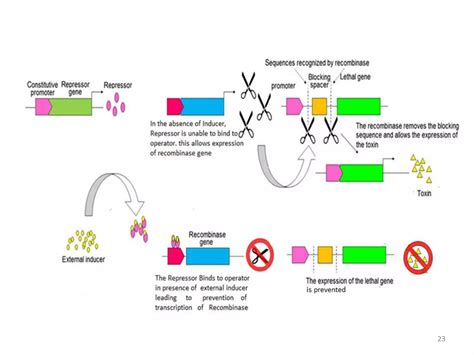 Terminator Gene Technology And Its Applications In Crop Improvement Pptx