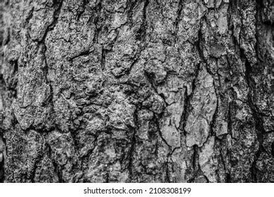 Tree Bark Pattern Texture Black White Stock Photo 2108308199 Shutterstock