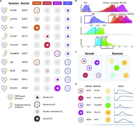 Overview Of The Biosensor Barcoding Method Download Scientific Diagram