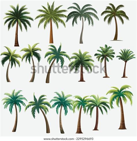 Vector Illustration Set Various Palm Tree Stock Vector Royalty Free 2295296693 Shutterstock