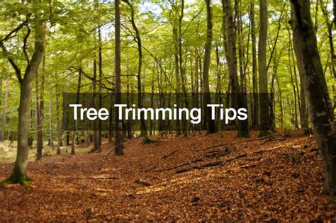 Tree Trimming Tips Backyard Landscaping Ideas Newsletter