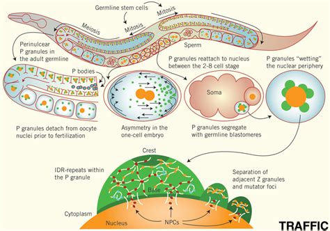 Membraneless Organelles Traffic