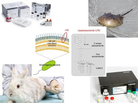 Pyrogen And Bacterial Endotoxin Testing Methods Microbe Online