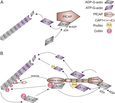 Working Model For The Roles Of Apicomplexan And Mammalian Caps On Actin Download Scientific